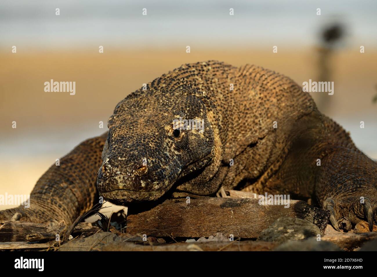 Western scientists didn't find out about the giant reptiles until 1912 ...