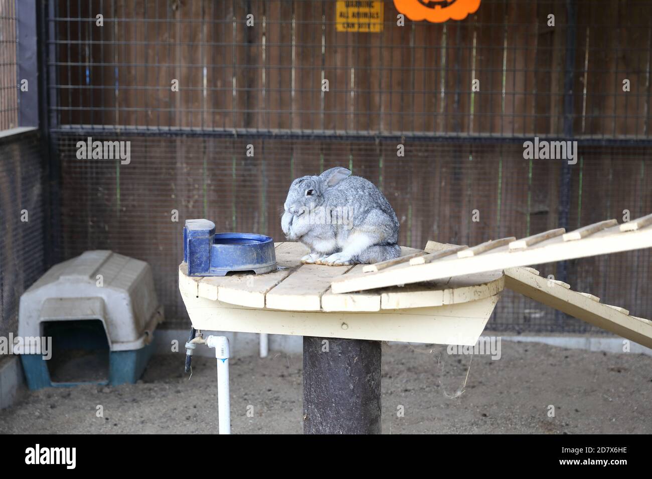 Flemish giant rabbit yellow hi-res stock photography and images - Alamy