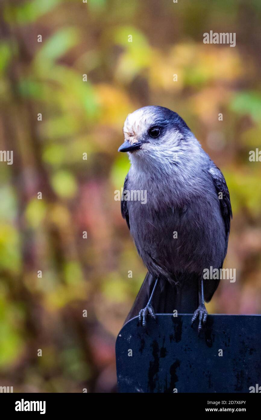 Grey jay portrait hi-res stock photography and images - Alamy