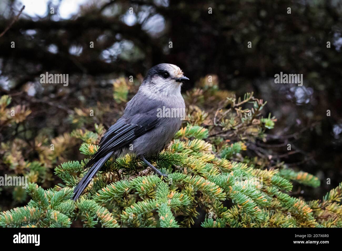 Close up Gray Jay portrait sitting on tree branch staring at you Stock ...
