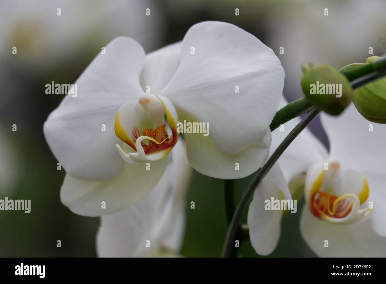 Bunga Anggrek Bulan Putih , Close up view of beautiful white ...