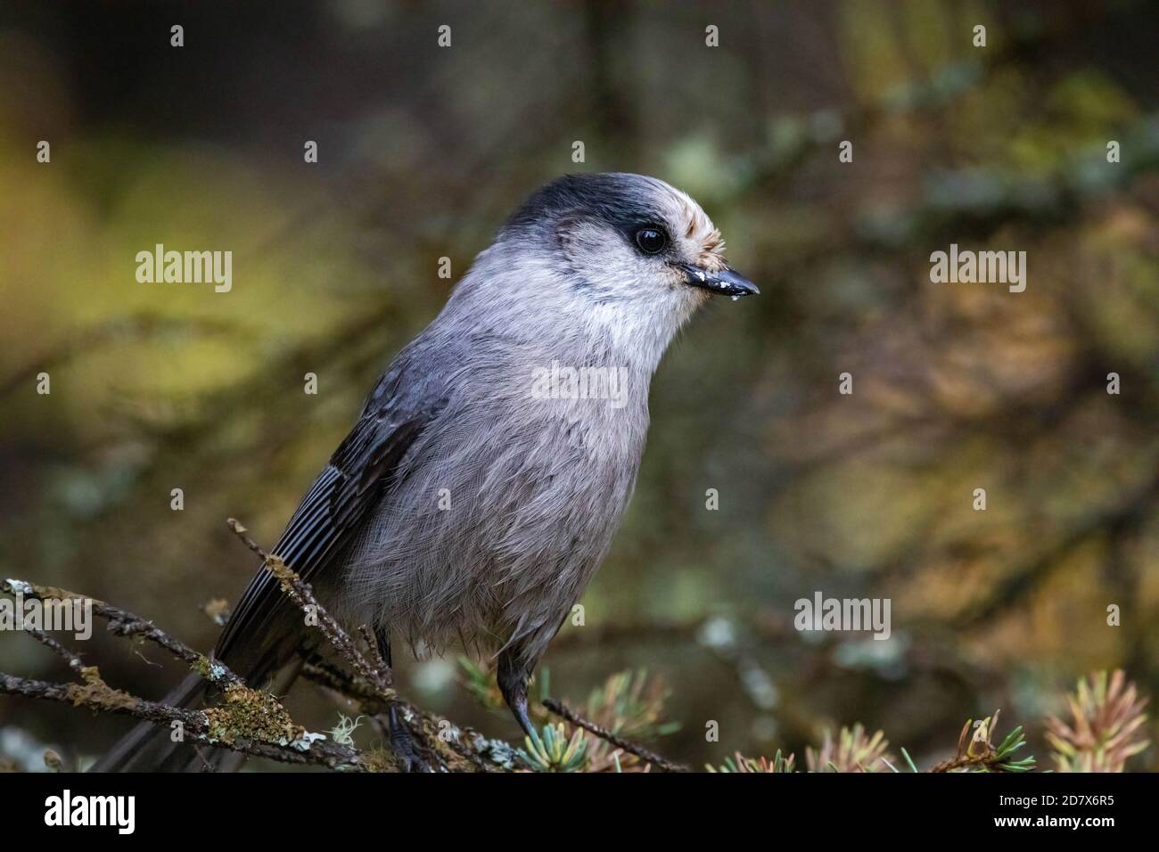Close up Gray Jay portrait sitting on tree branch staring at you Stock ...