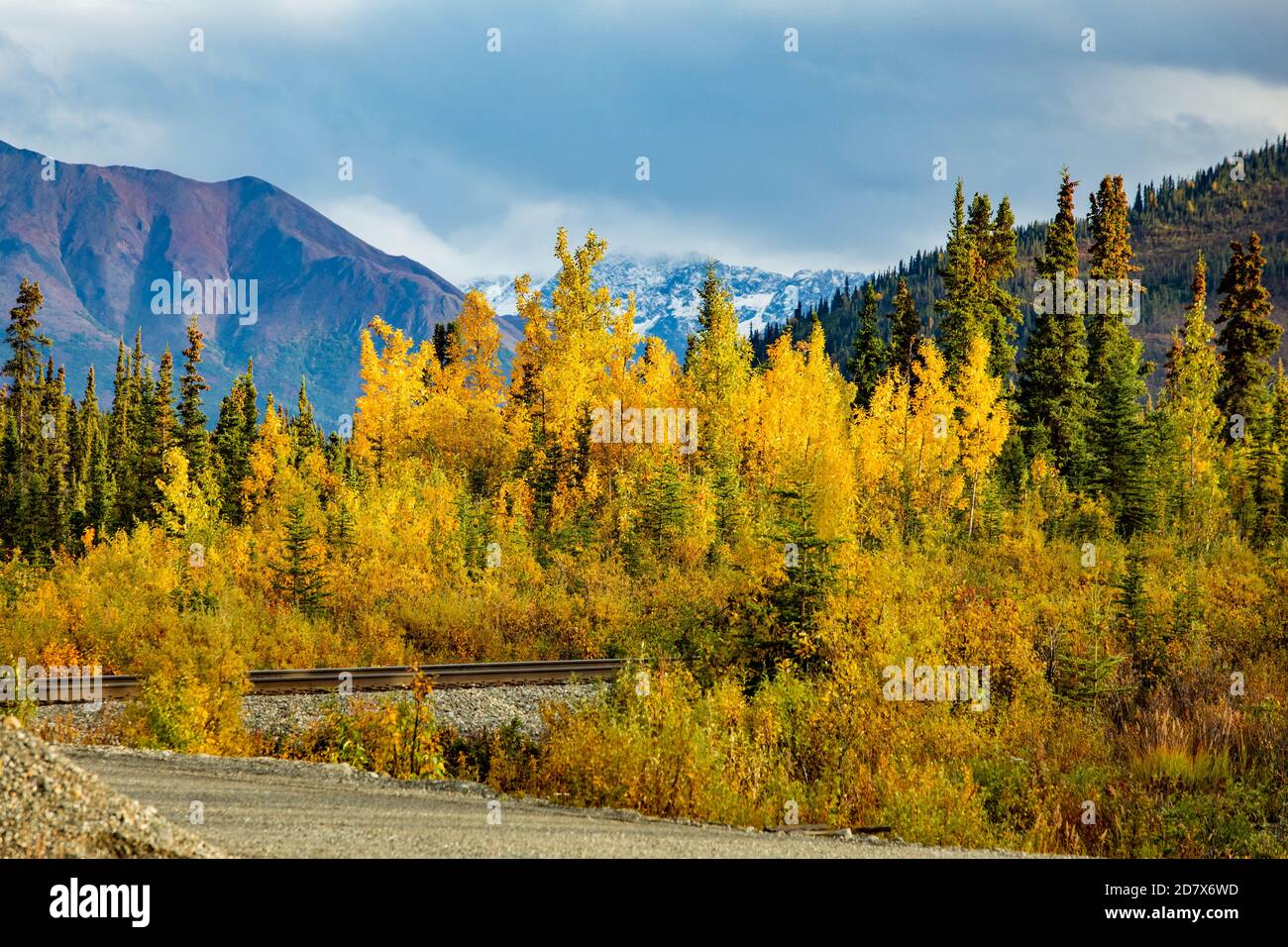 Golden fall scenic forest and mountains view of Denali national park at ...