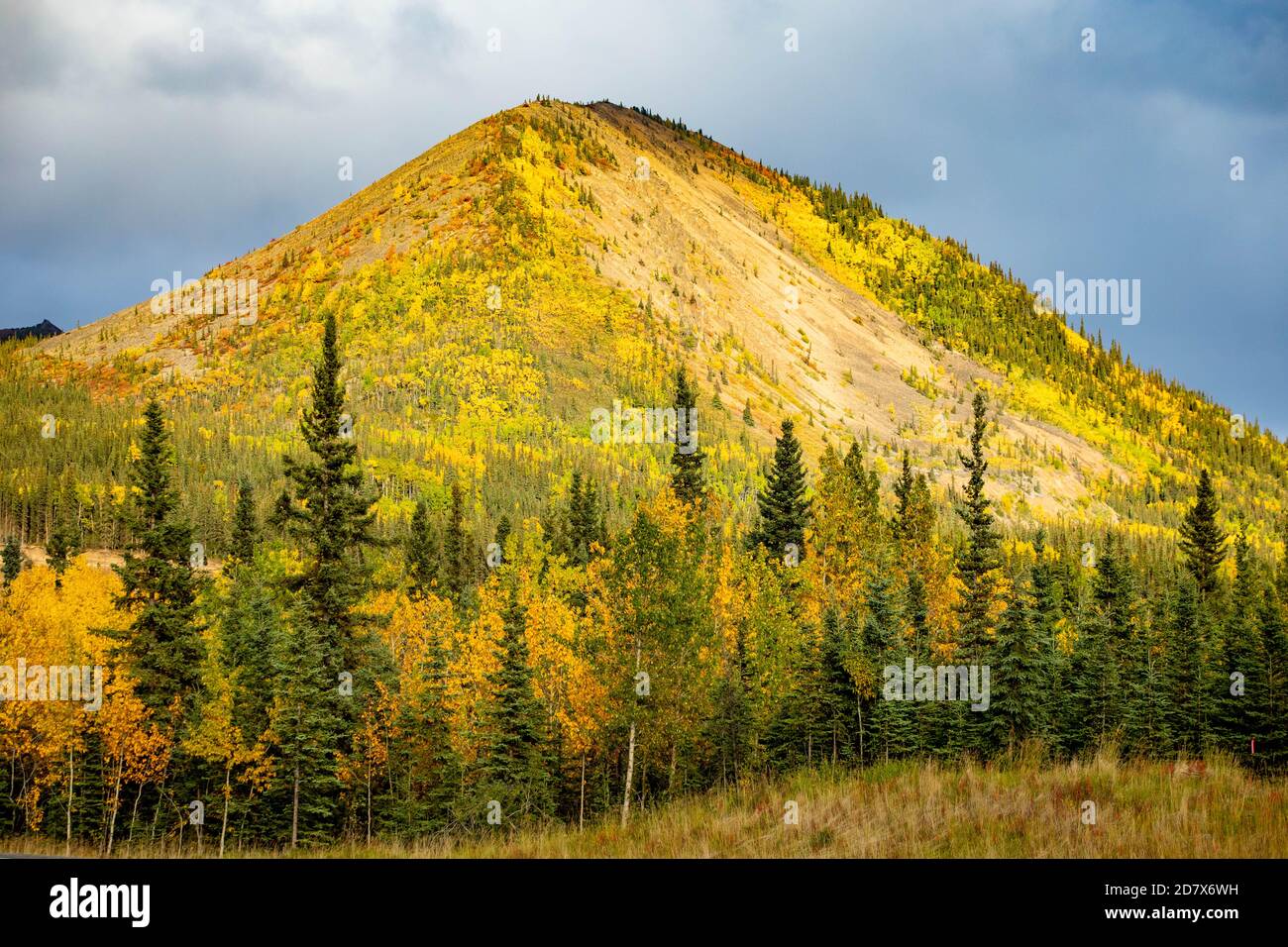 Golden fall scenic forest and mountains view of Denali national park at ...