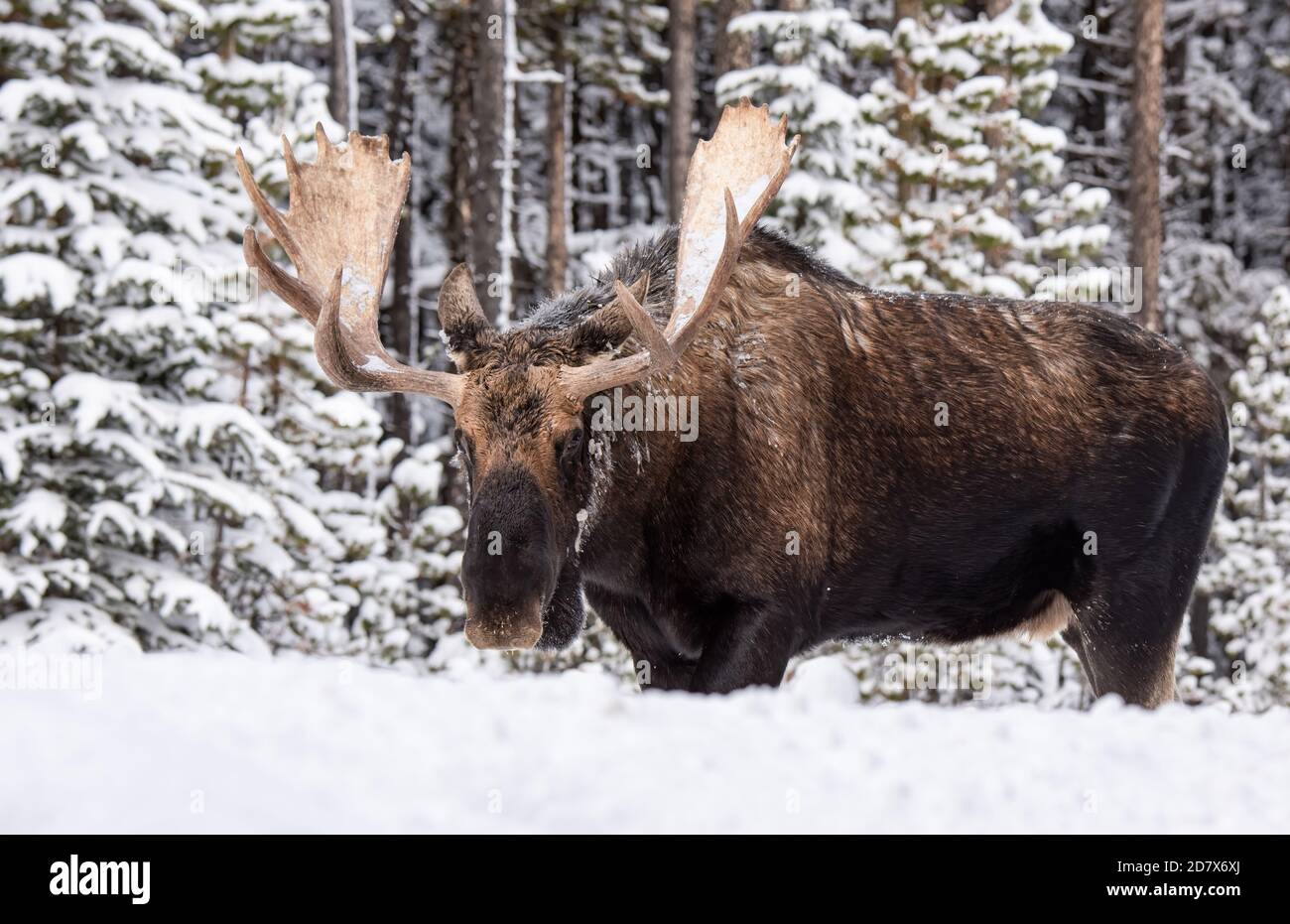 Moose Running Snow High Resolution Stock Photography and Images - Alamy
