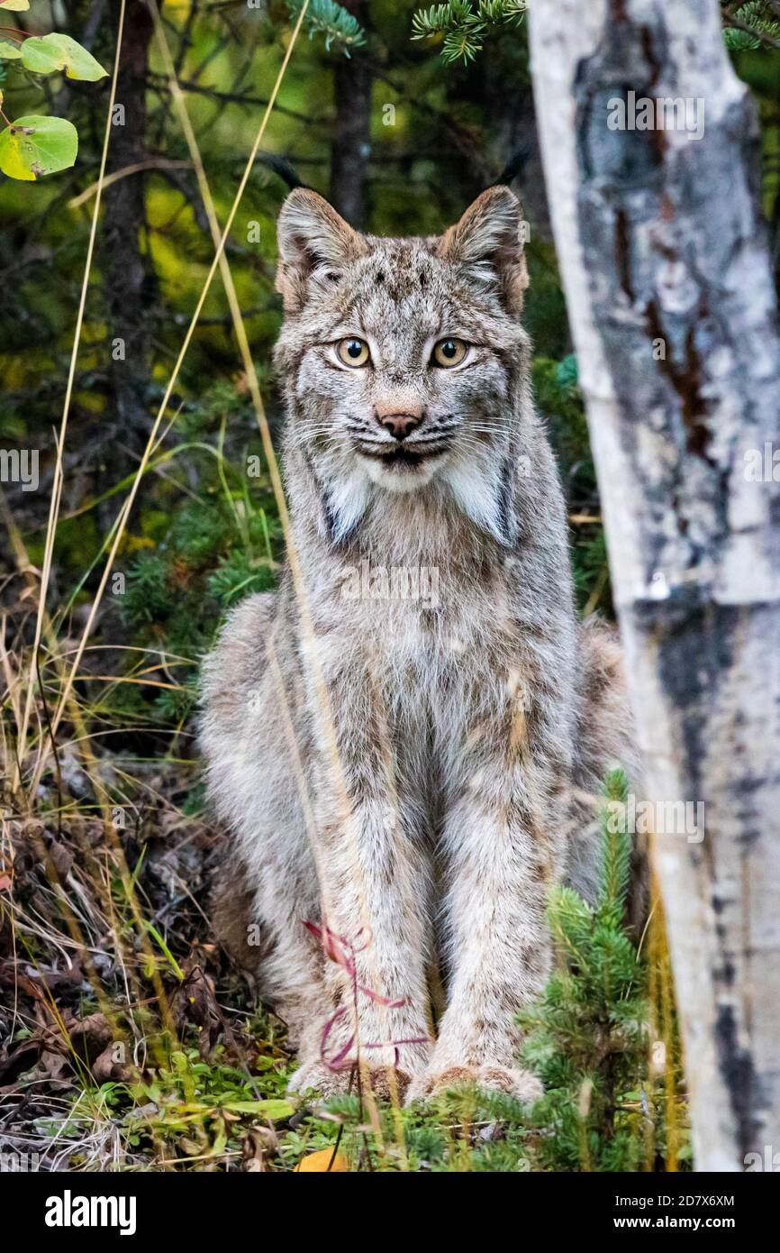 Wild lynx denali national park hi-res stock photography and images - Alamy