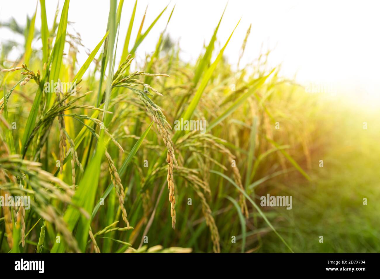 Paddy fresh rice field Stock Photo - Alamy