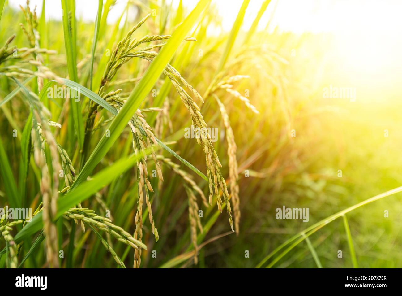 Paddy fresh rice field Stock Photo - Alamy
