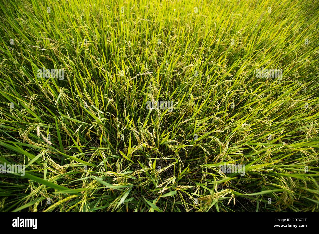 Paddy fresh rice field Stock Photo - Alamy