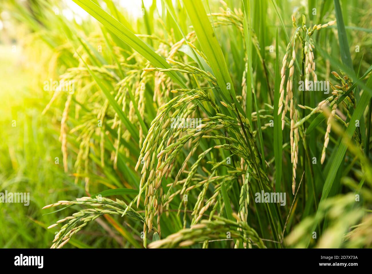 Paddy fresh rice field Stock Photo - Alamy