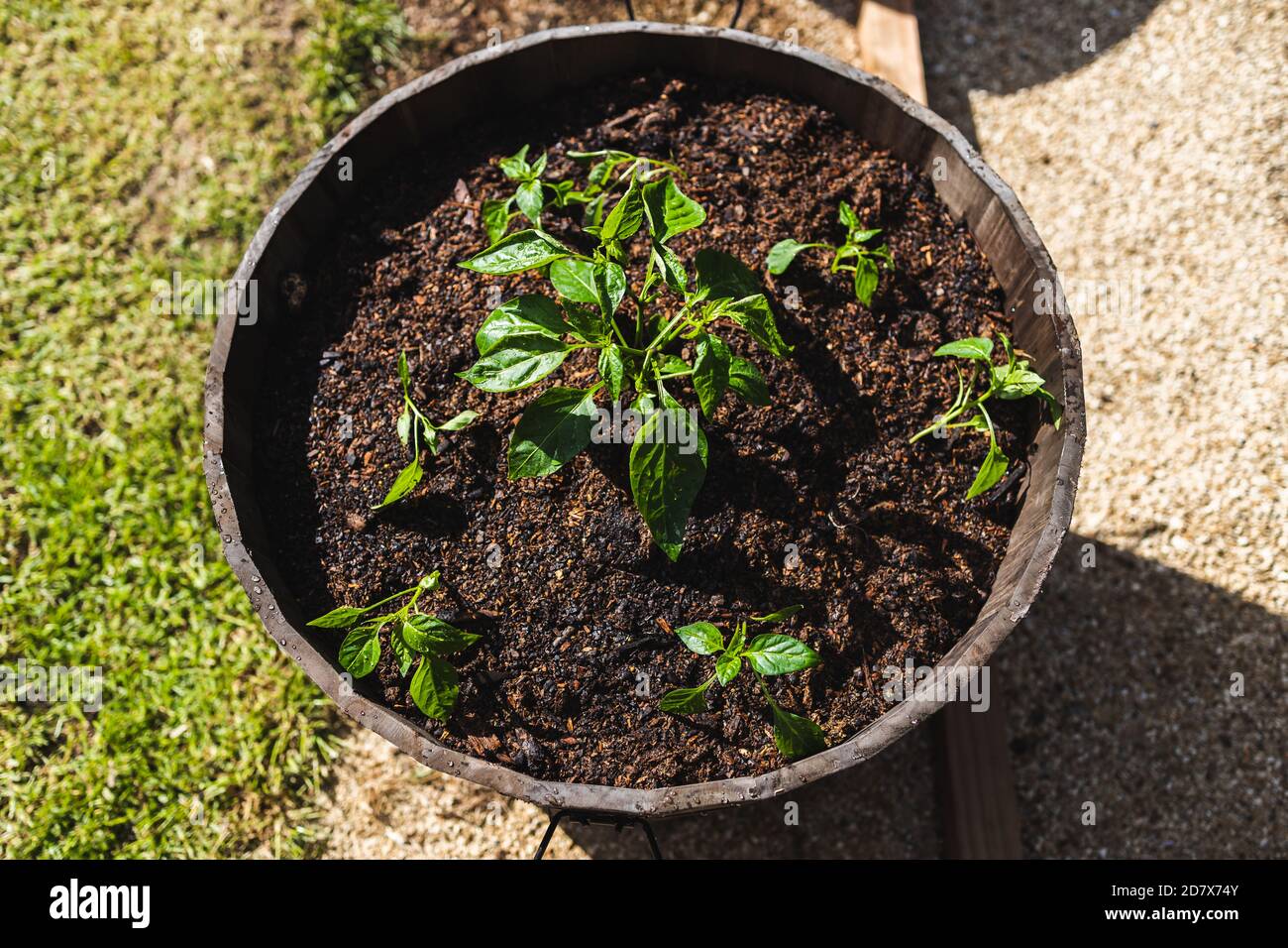 bell pepper plants outdoor in barrel pot in sunny vegetable garden shot ...
