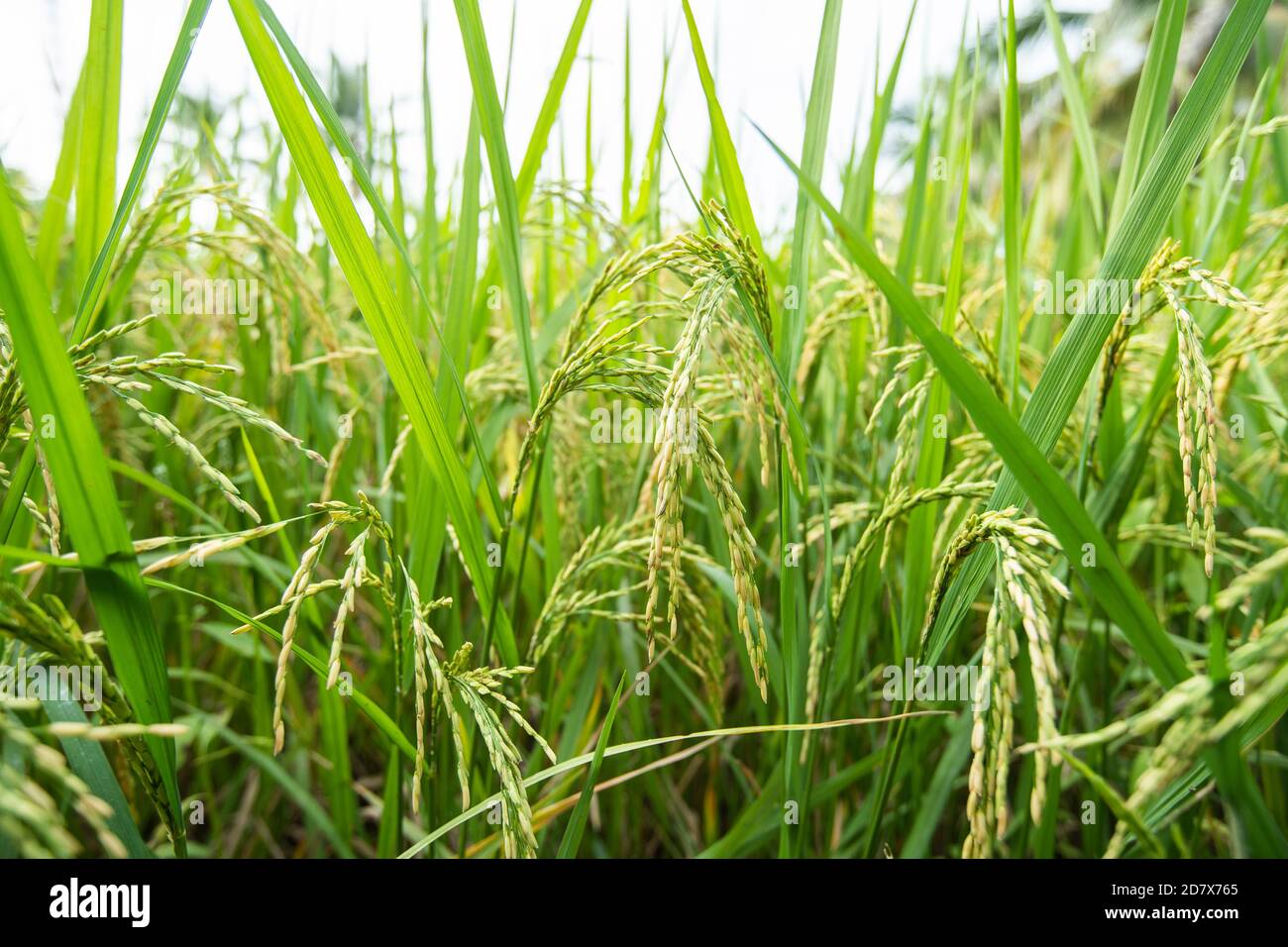 Paddy fresh rice field Stock Photo - Alamy
