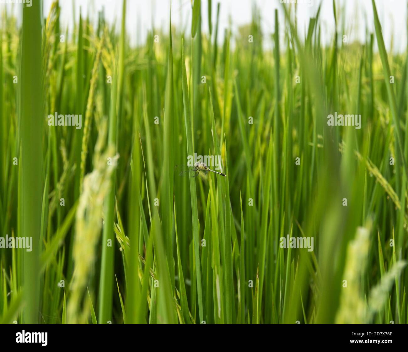 Dragonfly on paddy fresh rice field green background Stock Photo - Alamy