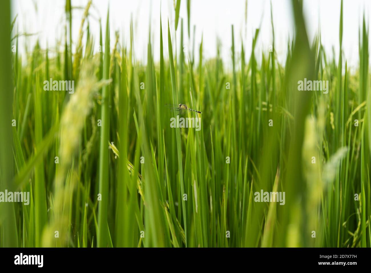 Dragonfly on paddy fresh rice field green background Stock Photo - Alamy