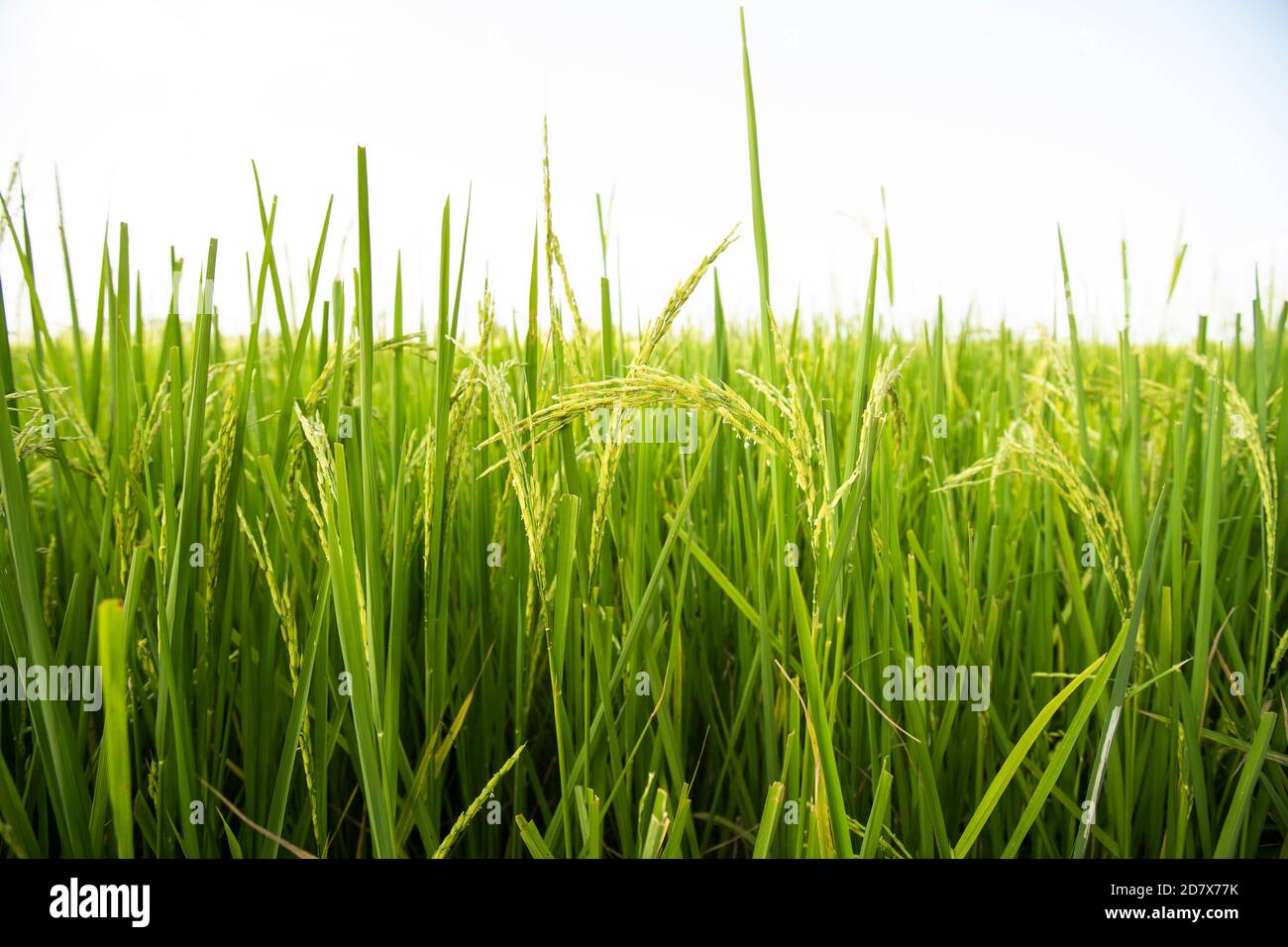 Paddy fresh rice field Stock Photo - Alamy