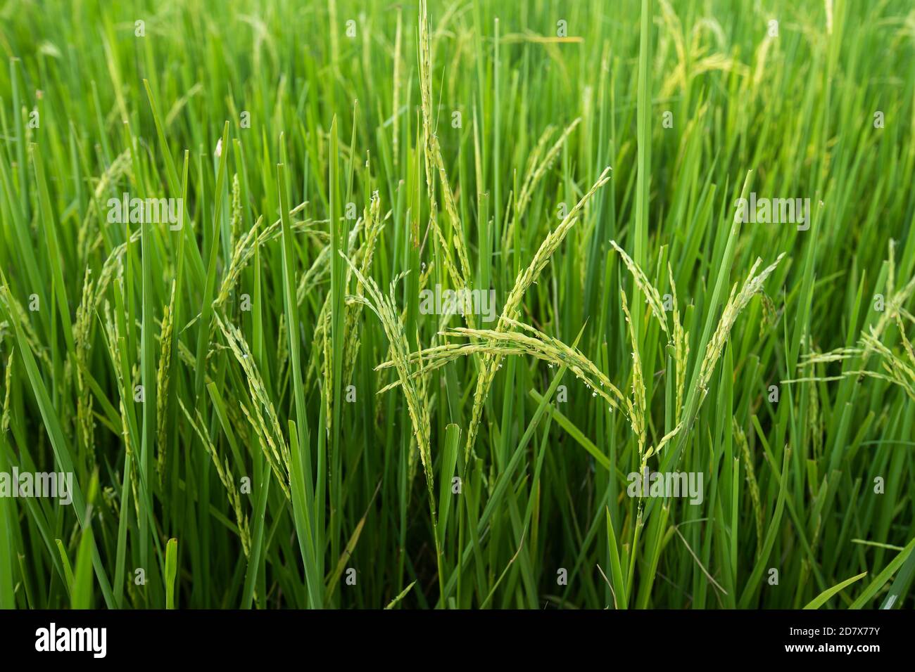 Paddy fresh rice field Stock Photo - Alamy