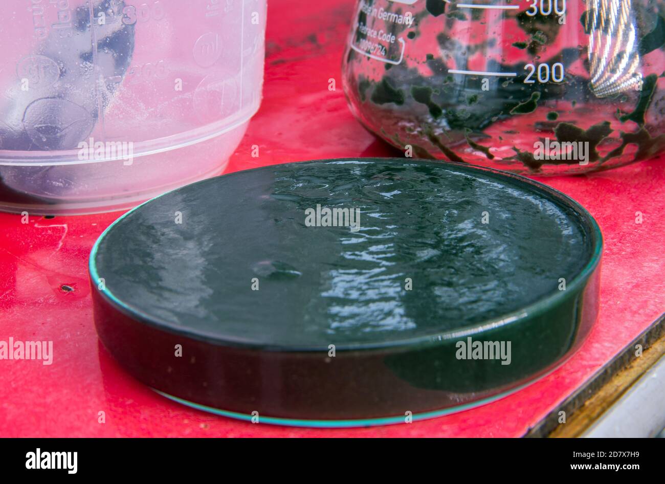 Microalgae farm hi-res stock photography and images - Alamy