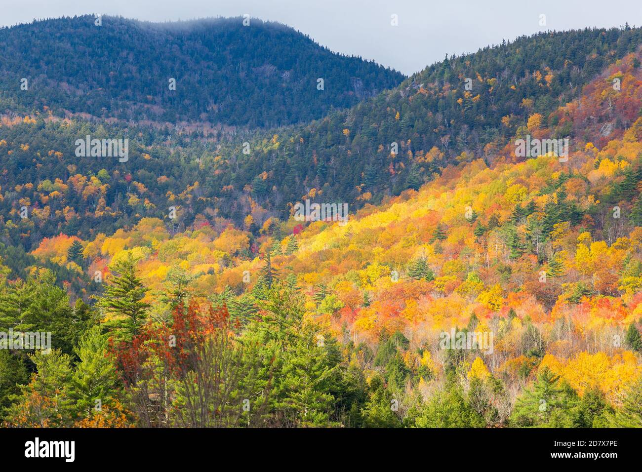Aerial view of Mountain Forests in Autumn with Fall Colors in ...