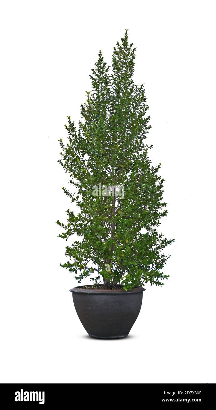 Pine tree in pot isolated on white background Stock Photo - Alamy