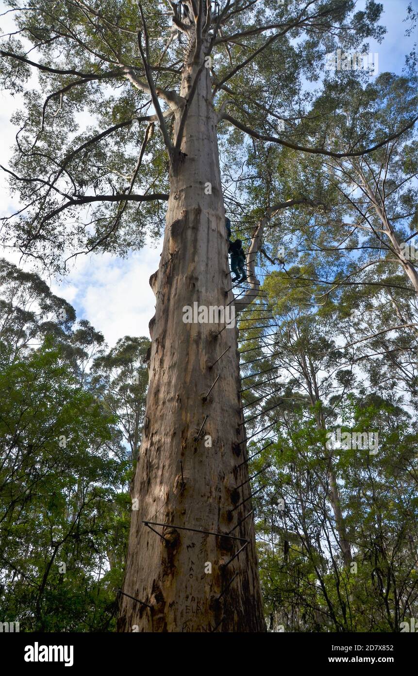 Gloucester Tree fire lookout climbing tree Pemberton Western Australia ...