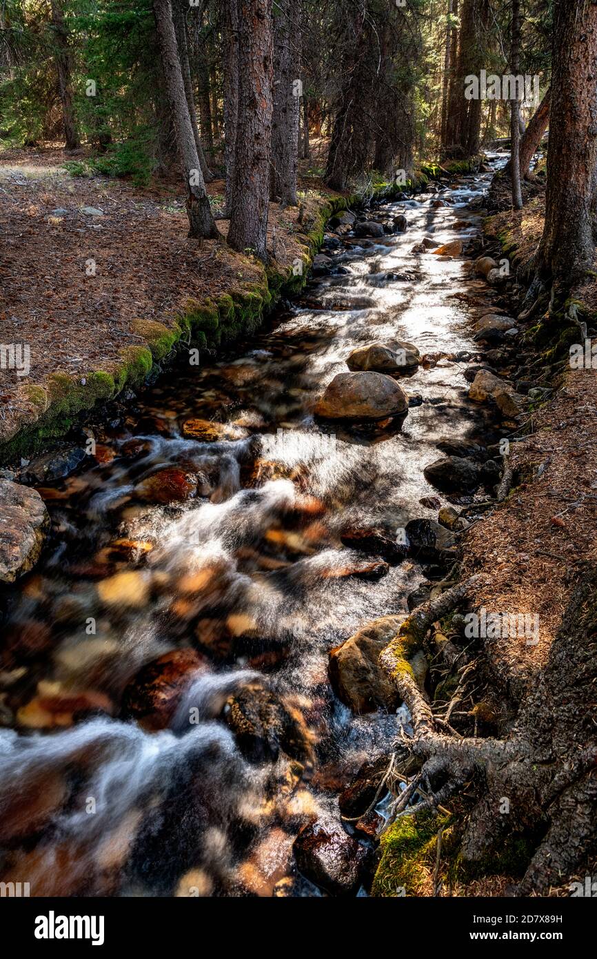 Deep forest with a river running through it Stock Photo - Alamy