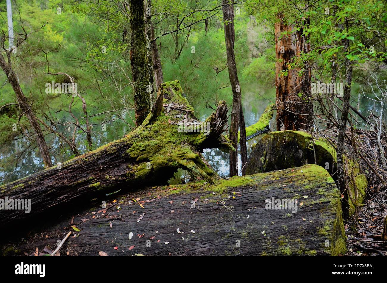 tree logs covered in moss in the forest Pemberton Western Australia ...