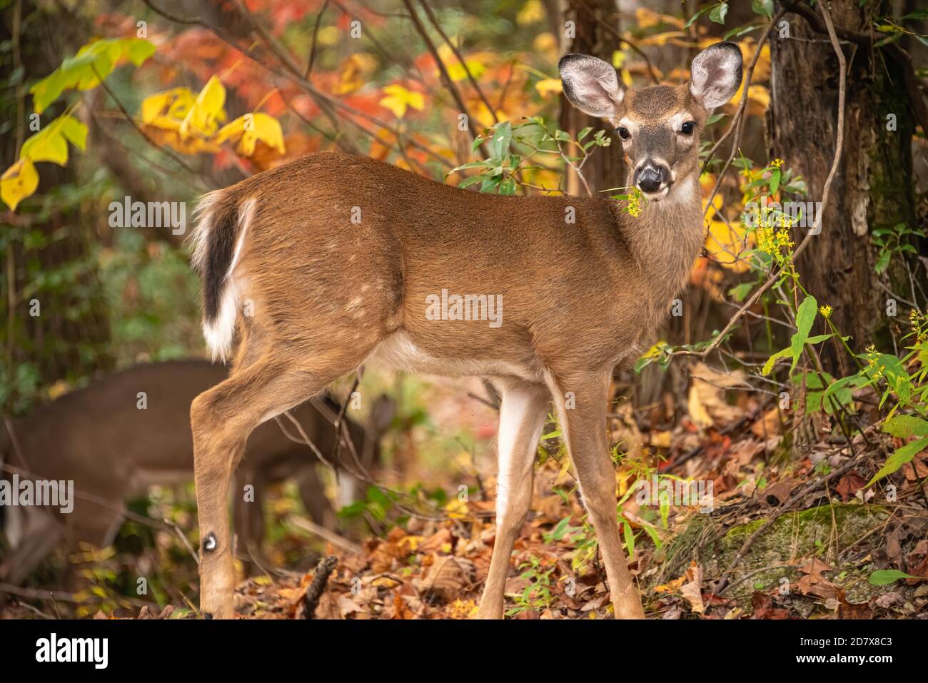 Fall Scenery With Deer