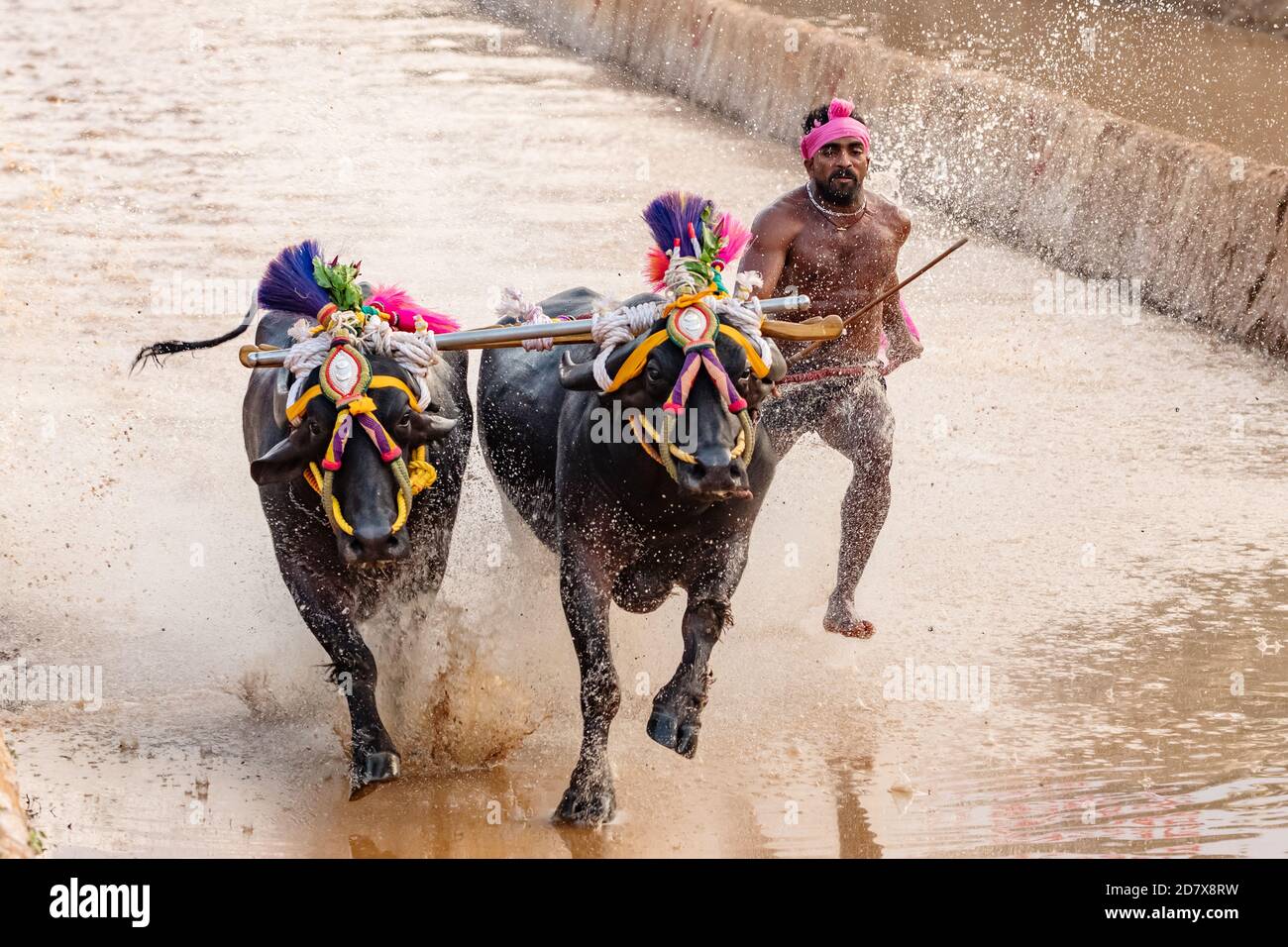 Kambala or Kambla, an annual buffalo race sport conducted at paddy ...