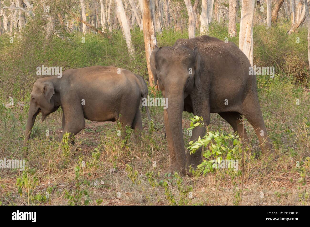 Indian Elephants (Elephas maximus indicus Stock Photo - Alamy