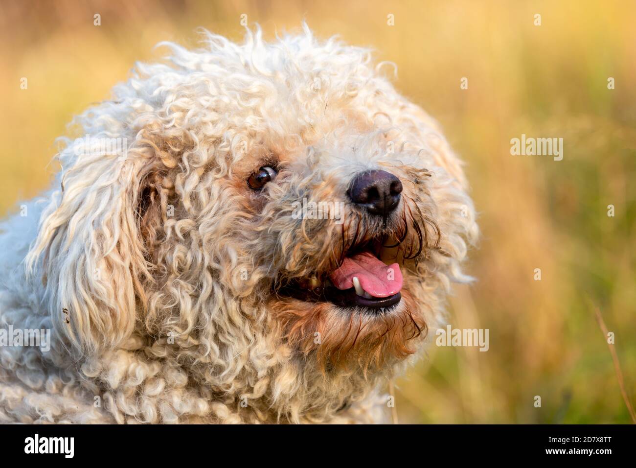 Pumi Dog High Resolution Stock Photography and Images - Alamy