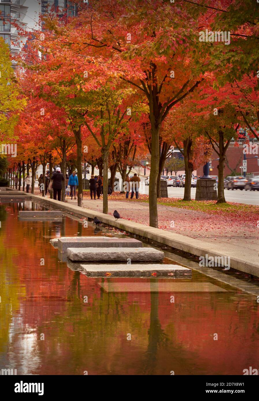 Urban Autumn Colors. A downtown street full of colorful autumn trees ...