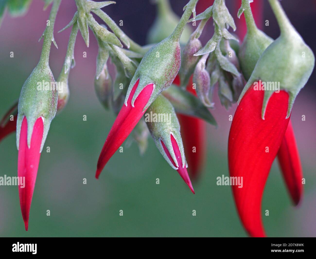 Clianthus flamingo hi-res stock photography and images - Alamy