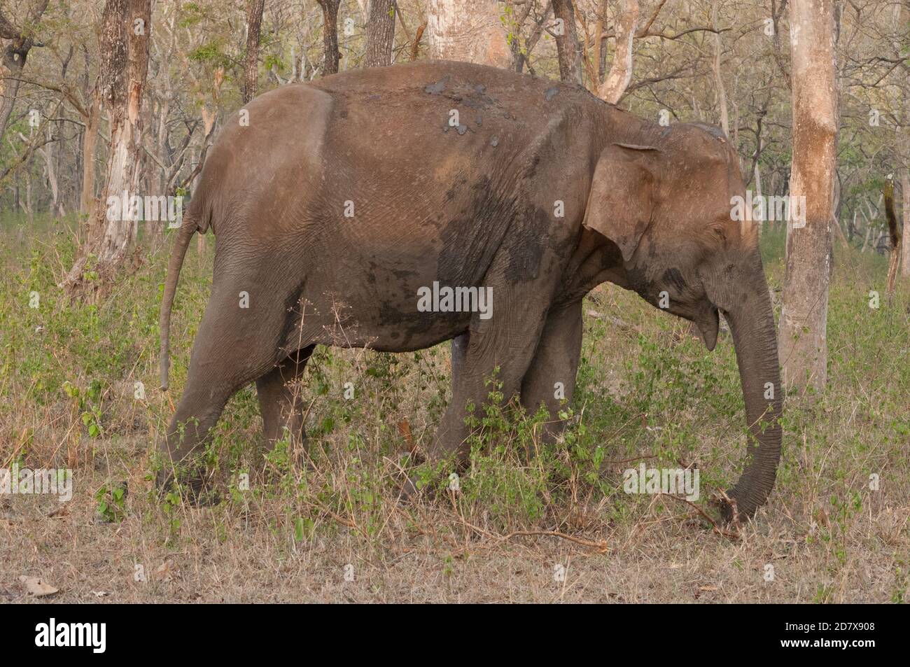 Indian Elephant (Elephas maximus indicus Stock Photo - Alamy
