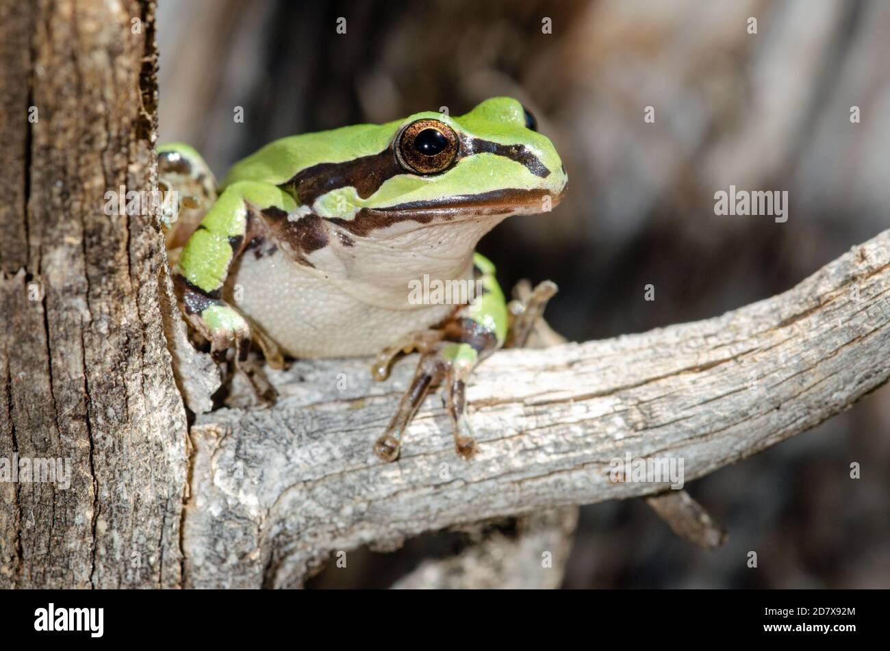 Arizona green tree frog hi-res stock photography and images - Alamy