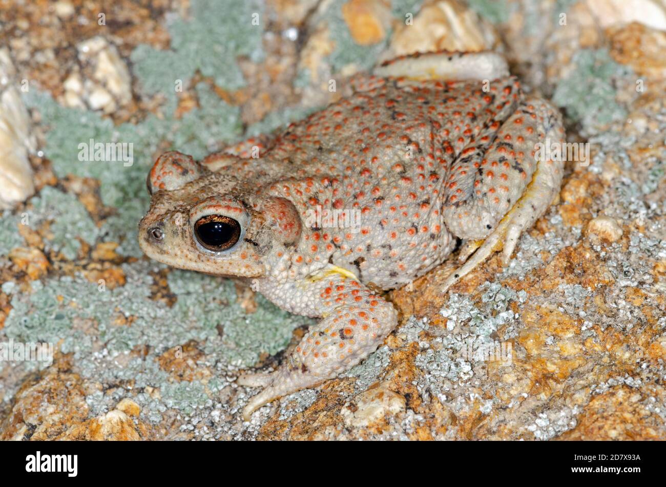 Red-spotted Toad (Anaxyrus punctatus) on a lichen-covered rock Stock ...