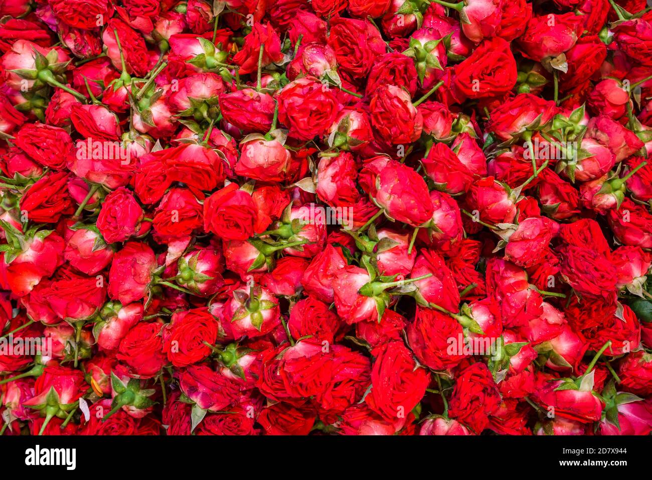 Fresh red roses heads cloe up background Stock Photo - Alamy