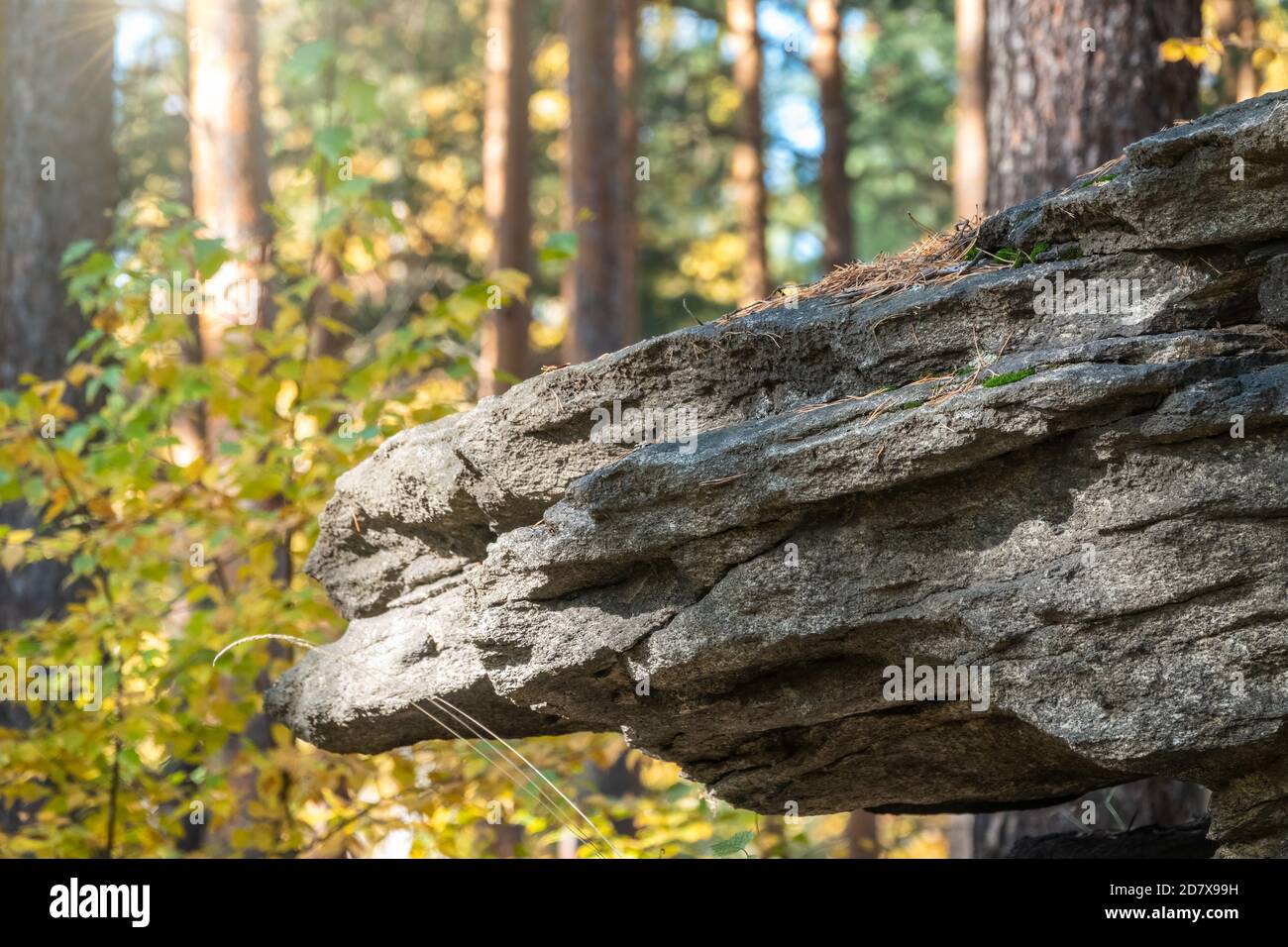 A layered rocky cliff wall in the autumn forest. Nature background ...