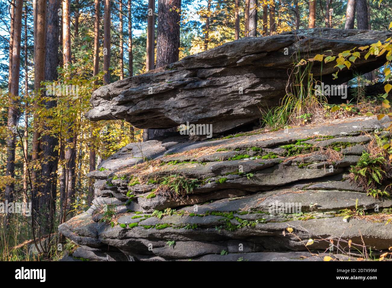 A layered rocky cliff wall in the autumn forest. Nature background ...