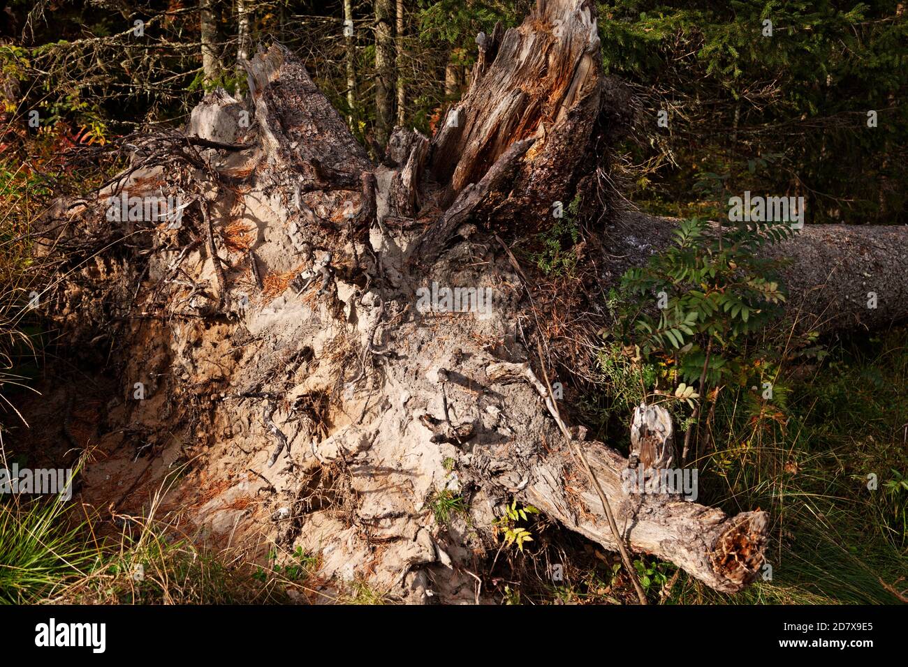a tree with a large root that has fallen over Stock Photo - Alamy