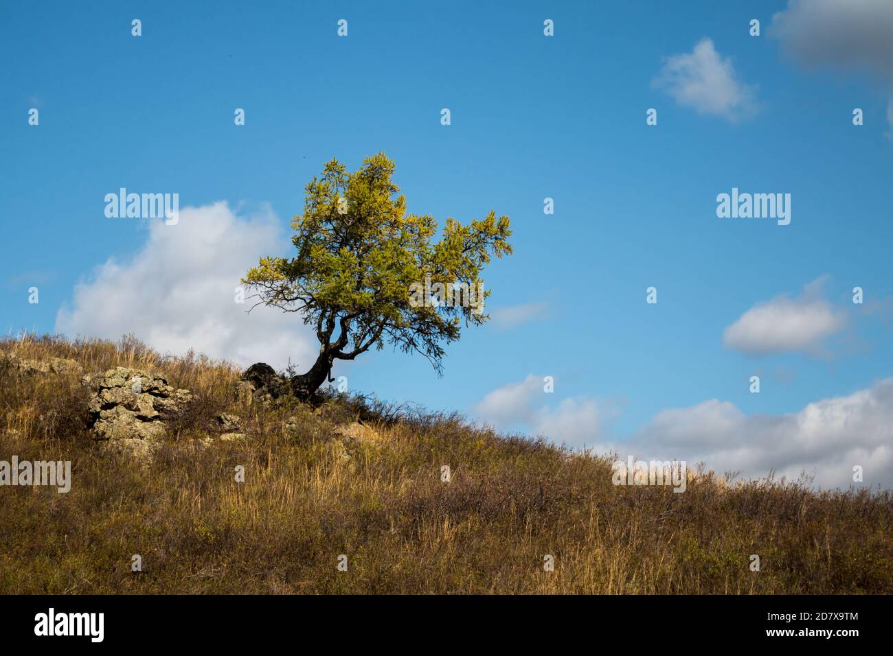 Lonely larch tree in hi-res stock photography and images - Alamy