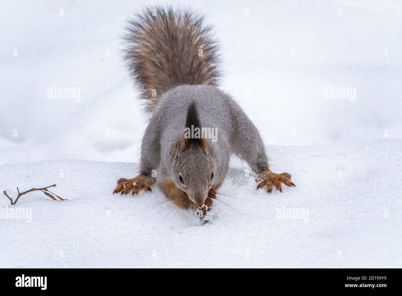 Sciurus vulgaris hides nuts hi-res stock photography and images - Alamy
