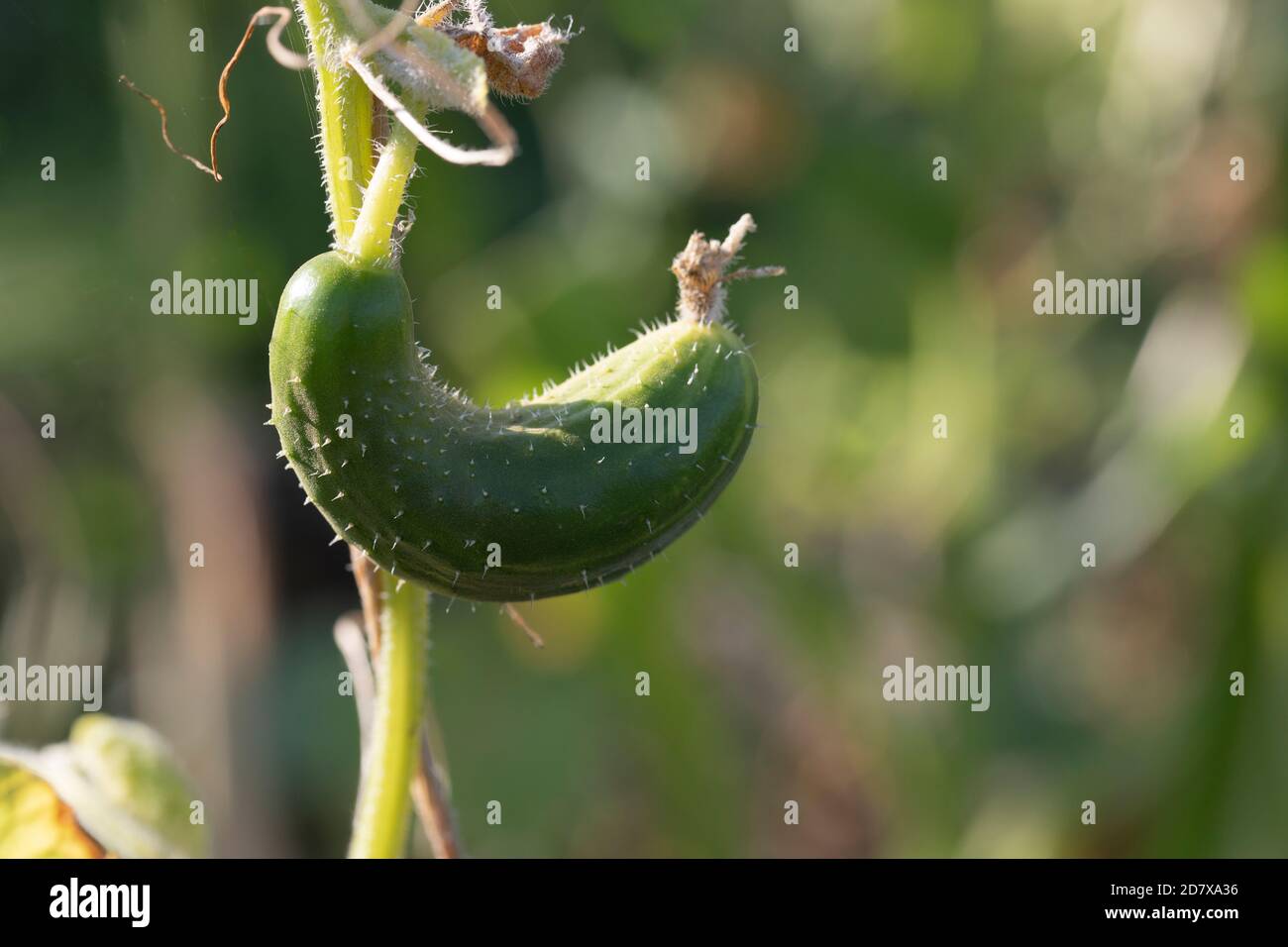 Deformation of cucumber fruit as result of lack of trace elements in ...