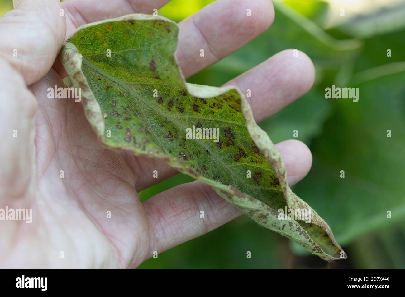 Brown spots on leaves of garden plant infected with spider mites ...