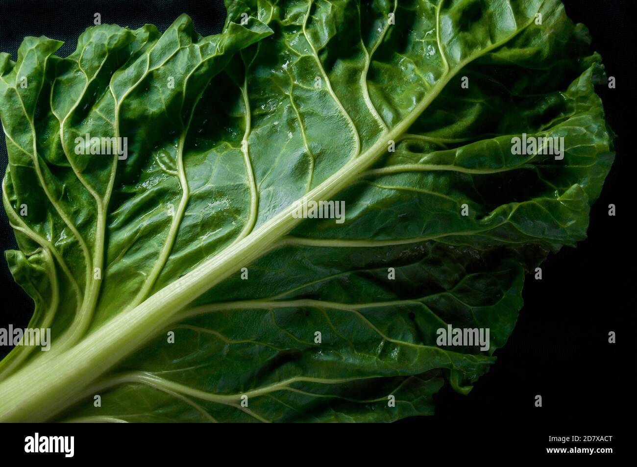 chard leaf in a moody light, abstract art with contrast lighting, lit ...