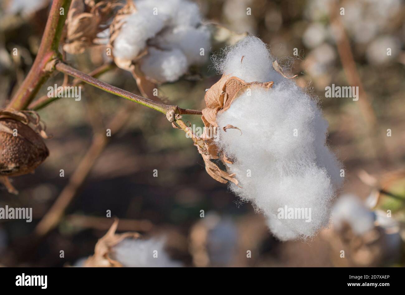 cotton plantation, in a summer morning, in the Mexicali valley, near ...