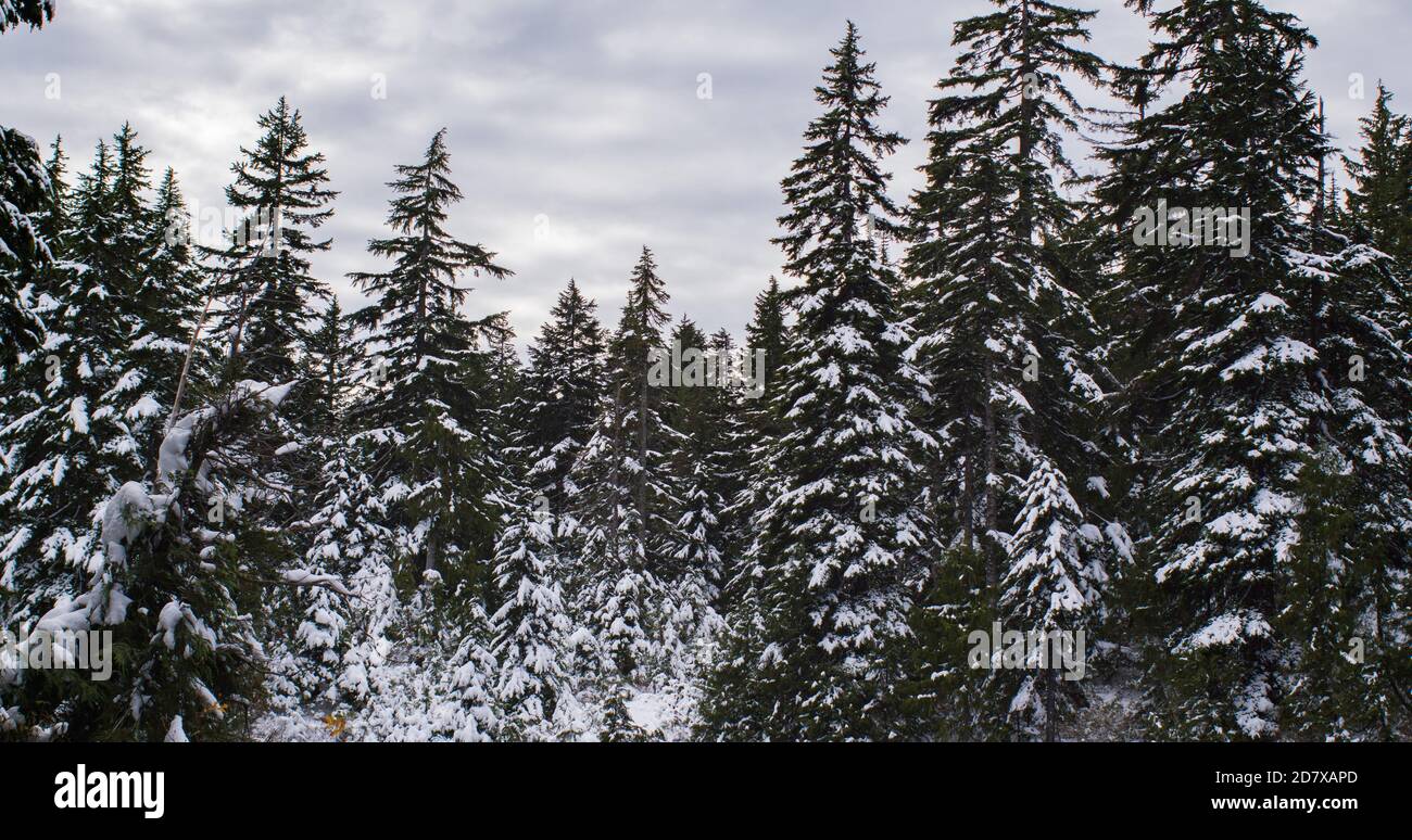 Snow covered pine Trees in woods Stock Photo - Alamy