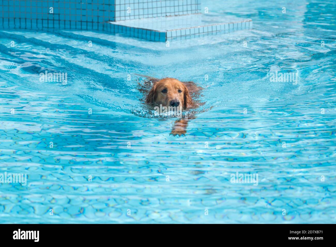 Golden Retriever swimming in the pool Stock Photo - Alamy