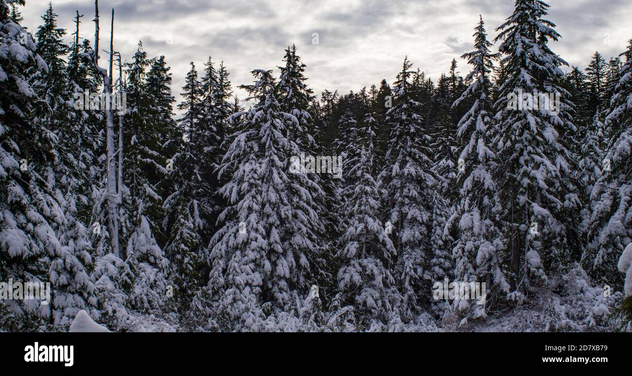 Forrest landscape hi-res stock photography and images - Alamy