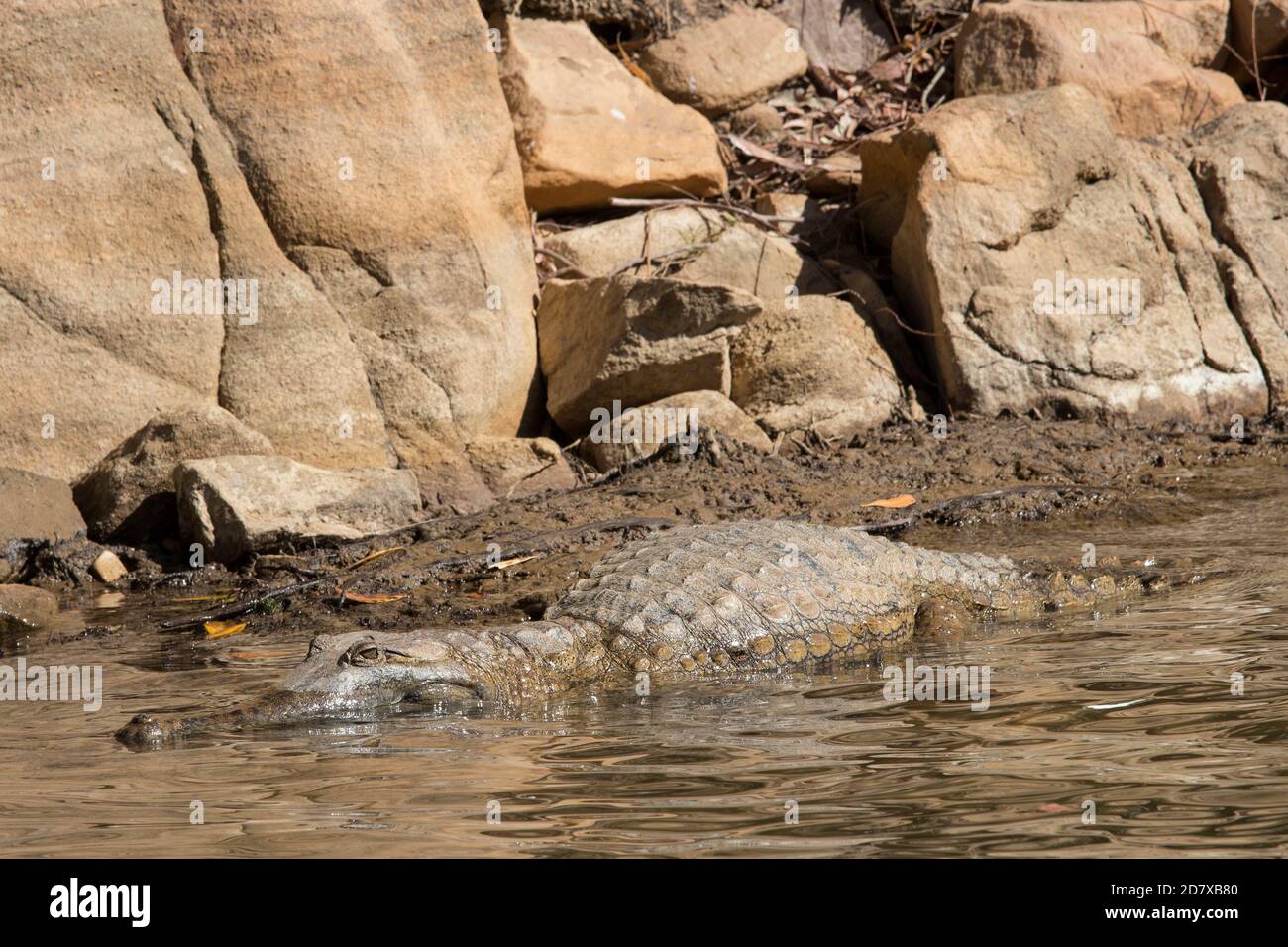 Freshwater Crocodile at Katherine Gorge Northern Territory Australia ...