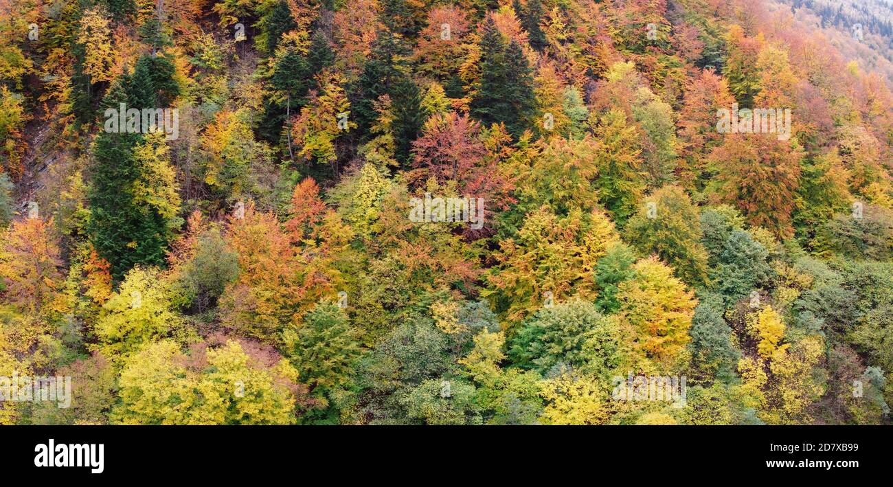 Drone autumn tree tops hi-res stock photography and images - Alamy